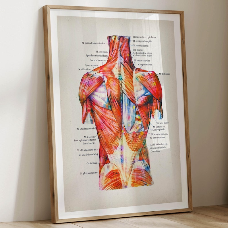 8 Watercolor Anatomy Prints Muscular System Poster Medical Artwork ...