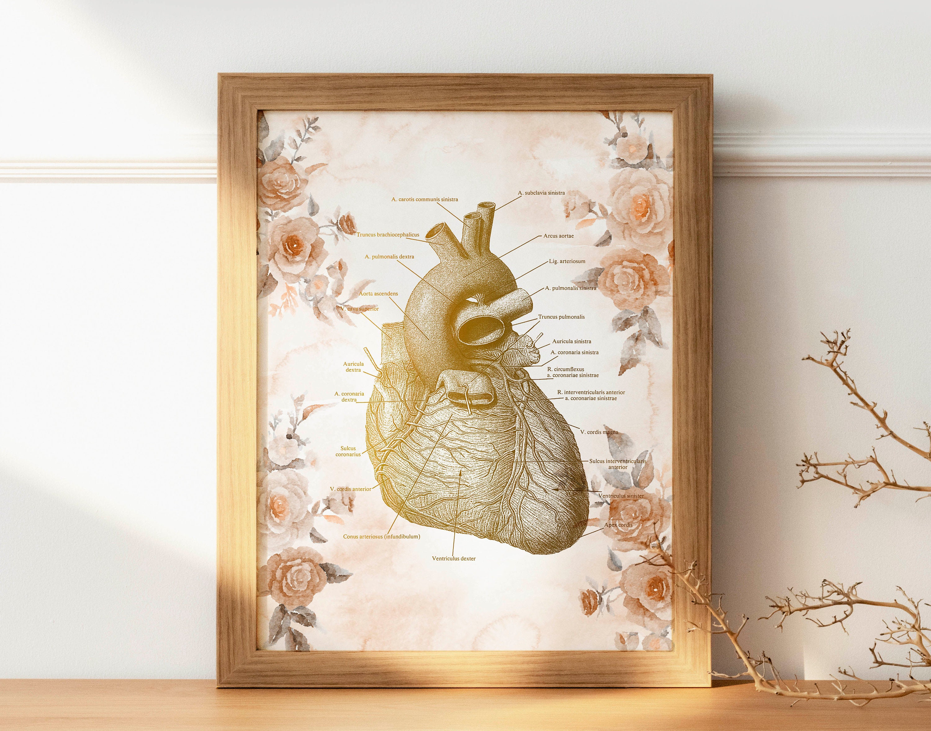 3 Cardiology Art Anatomy Artwork Medical Art Anatomical Heart Print ...