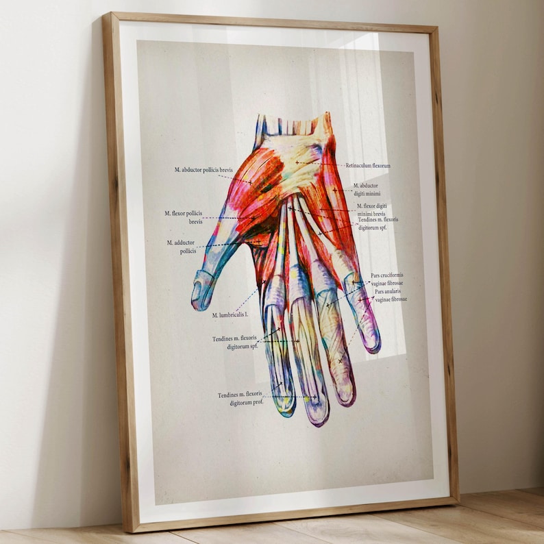 Set 6 Watercolor Limb Anatomy Posters Hand Anatomy Foot Anatomy ...