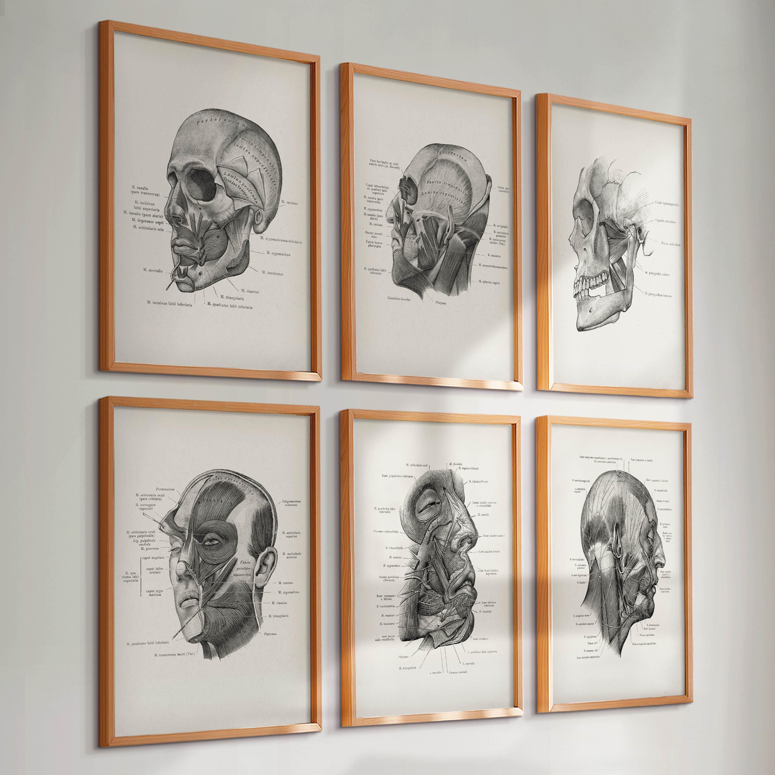6 Vintage Head Anatomy Posters Facial Muscles Prints Medical Art Facial ...
