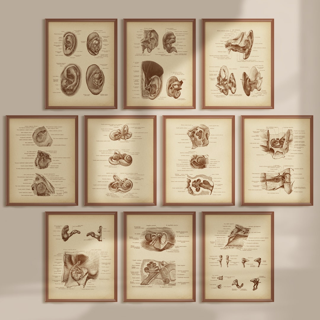 10 Vintage Ear Anatomy Prints, Hearing System Poster, Audiology Art ...
