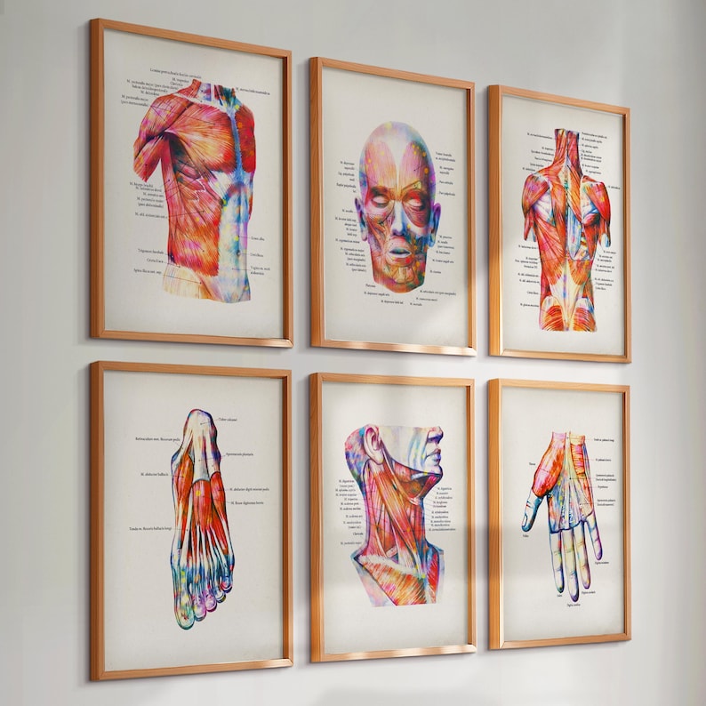 6 Watercolor Muscle Anatomy Posters Muscular System Diagram Medical Art ...