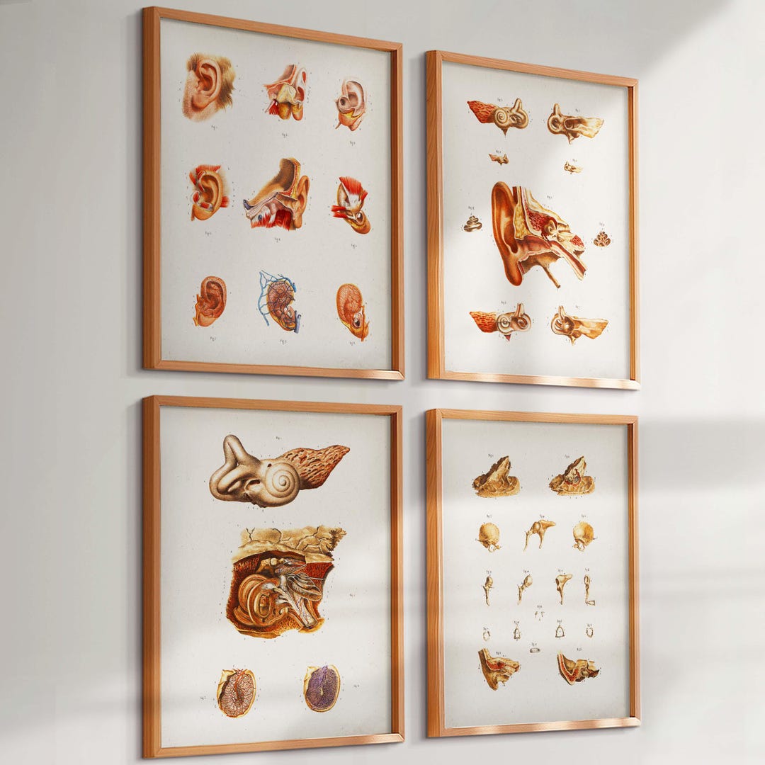 Set 4 Vintage Ear Anatomy Art Inner Ear Structure Diagram Auditory ...