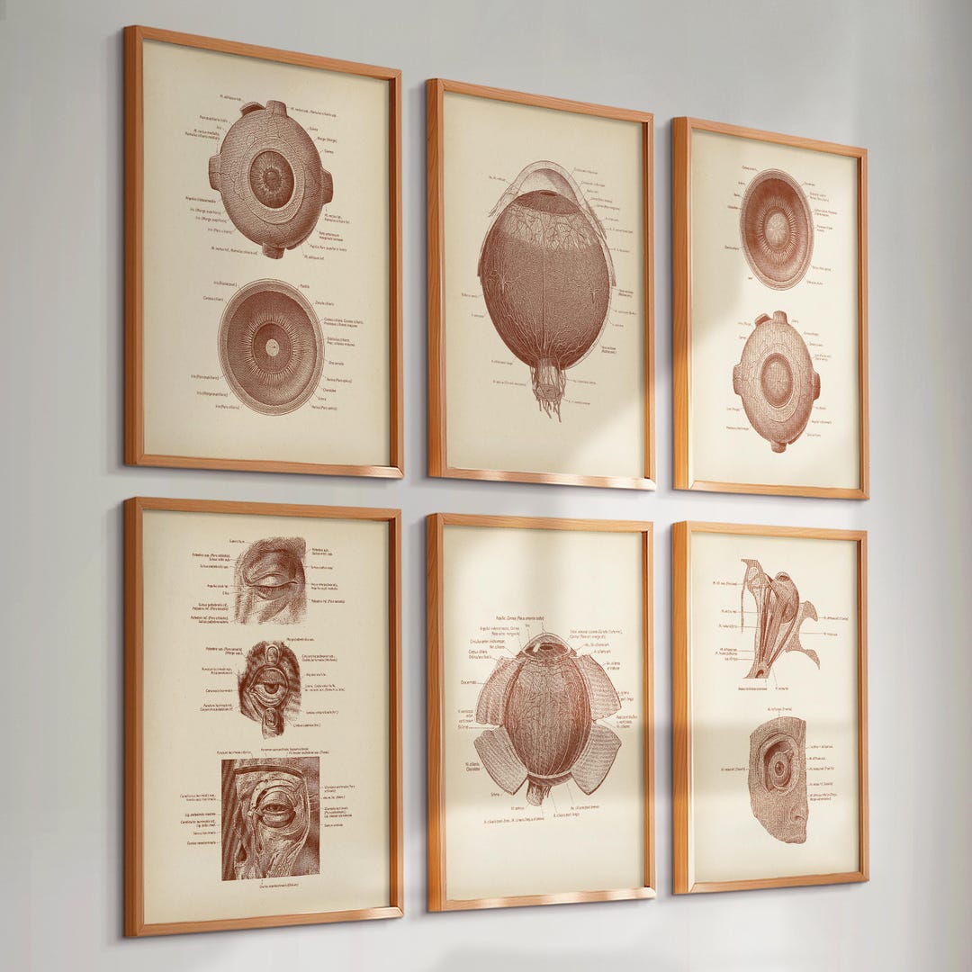 6 Vintage Eye Anatomy Art Human Vision Posters Eye Diagram ...