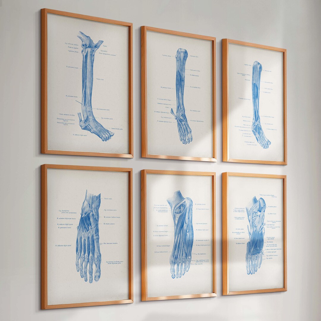 Set 6 Vintage Foot Anatomy Posters Orthopedic Art Foot Diagram Foot ...