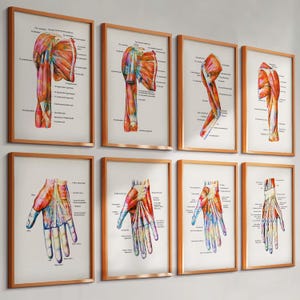 Set 8 Watercolor Hand Anatomy Posters Hand Muscles Diagram Limb Chart ...