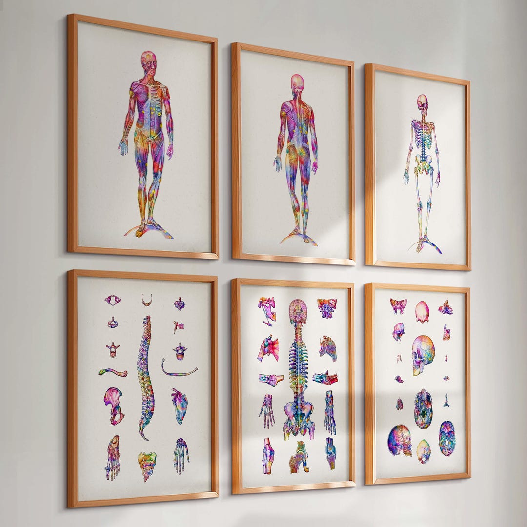 6 Watercolor Anatomy Artworks Gross Anatomy Prints Muscular System ...