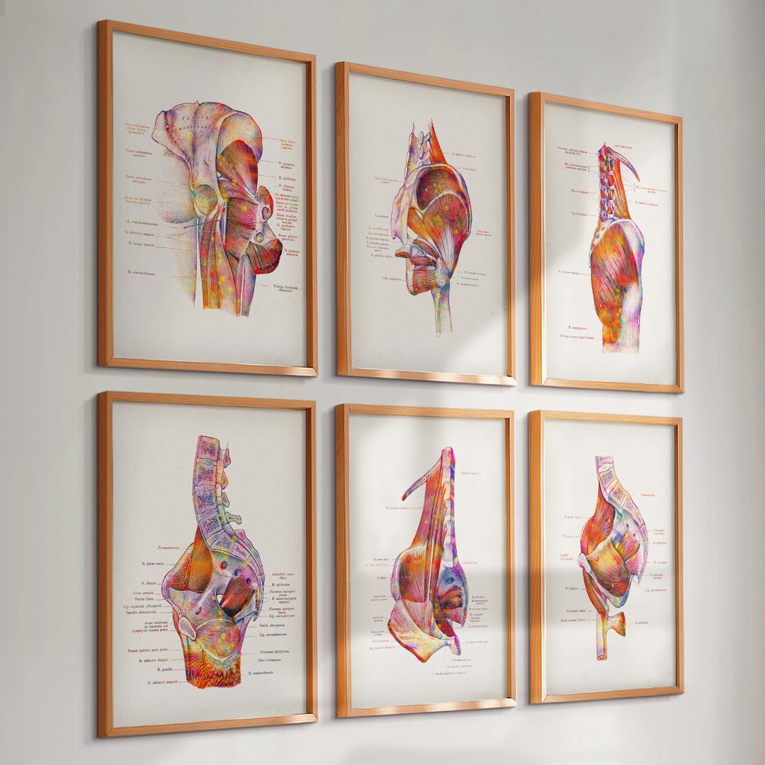 6 Hip, Buttock and Pelvis Posters Anatomy of Iliopsoa Dorsal Hip ...