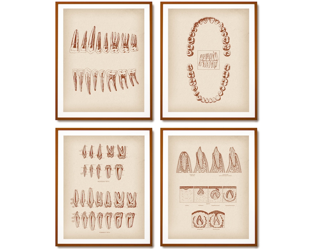 4 Tooth Anatomy Prints Dentistry Poster Dental Medicine Art Dentist ...