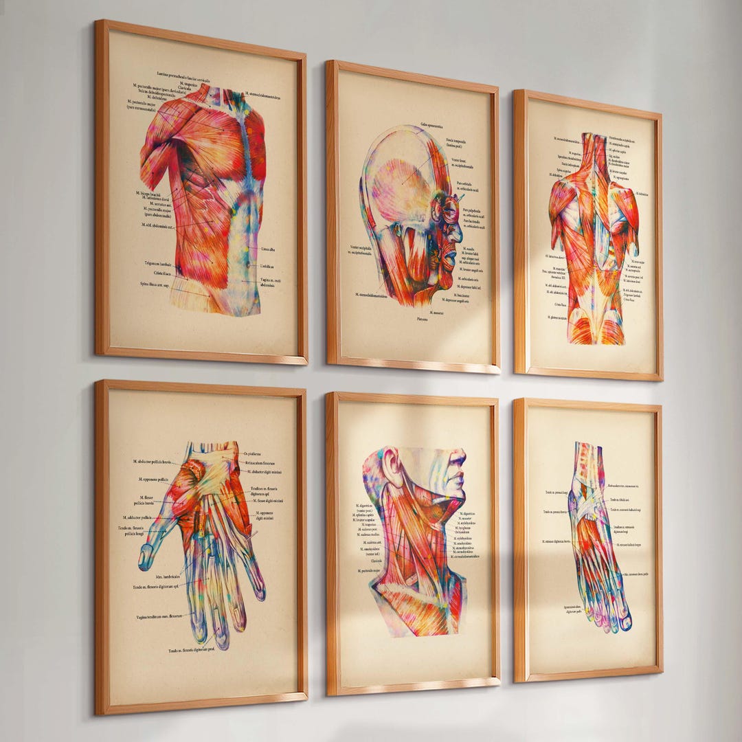 Buy Set 6 Vintage Anatomy Posters Muscular System Diagram Medical ...