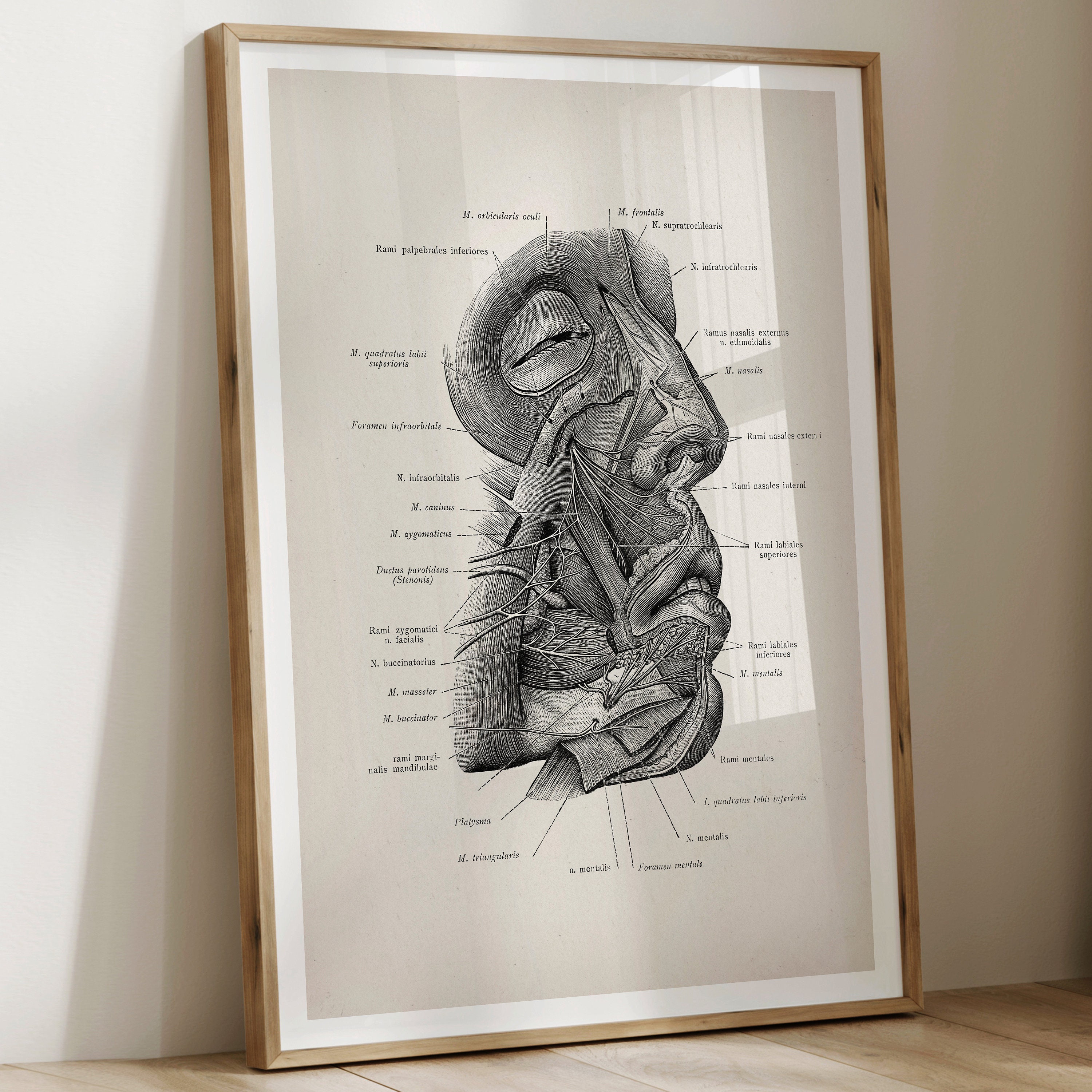 6 Vintage Head Anatomy Posters Facial Muscles Prints Medical Art Facial ...