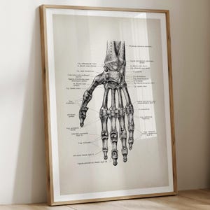 Set 6 Vintage Hand Anatomy Posters Wrist Print Palm Bones Diagram ...