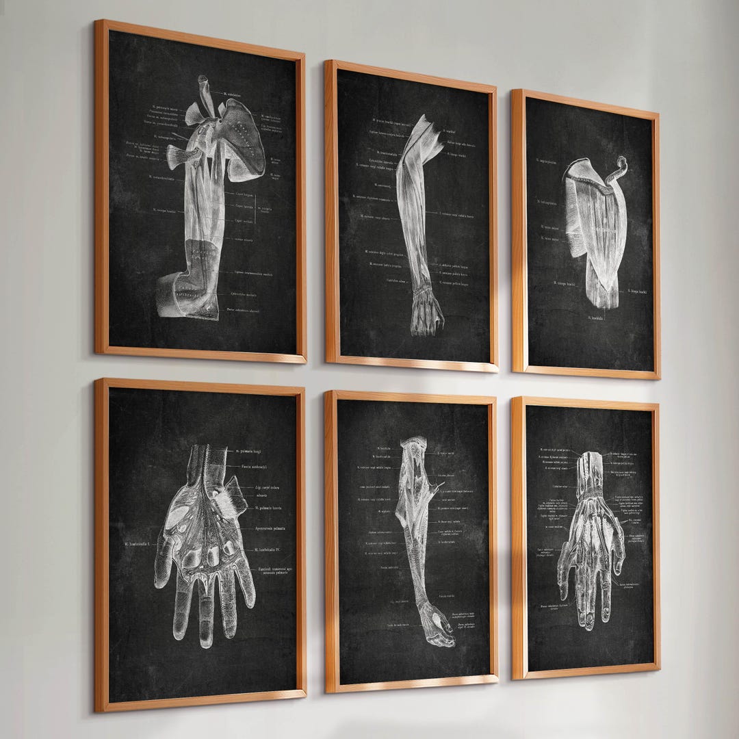Set 6 Hand Anatomy Posters Muscles Diagram Upper Limb Art Medical Art ...