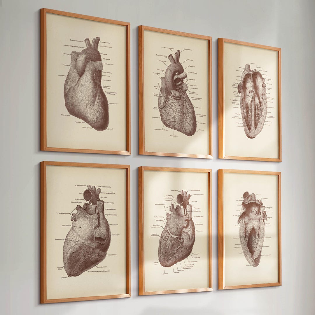 6 Vintage Heart Anatomy Prints Anatomical Heart Art Medical Art ...