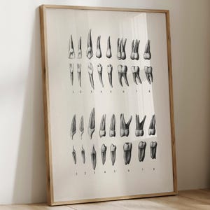 6 Vintage Tooth Anatomy Art, Teeth Numbering Diagram, Dental Art ...