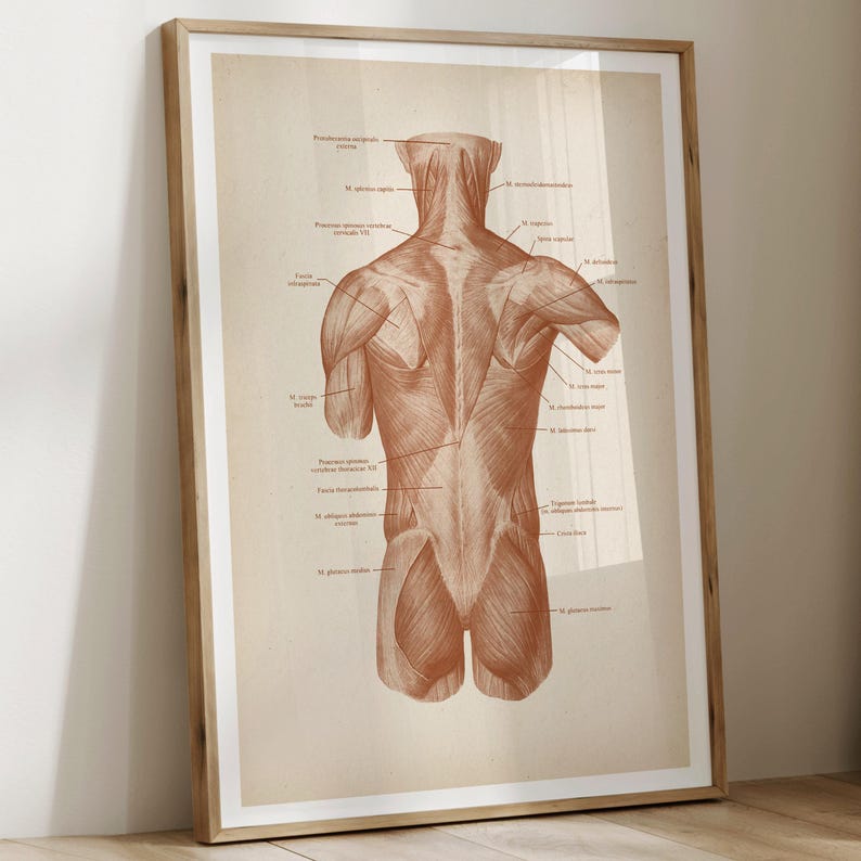 Set 6 Vintage Muscle Anatomy Posters Muscular System Diagram Medical ...