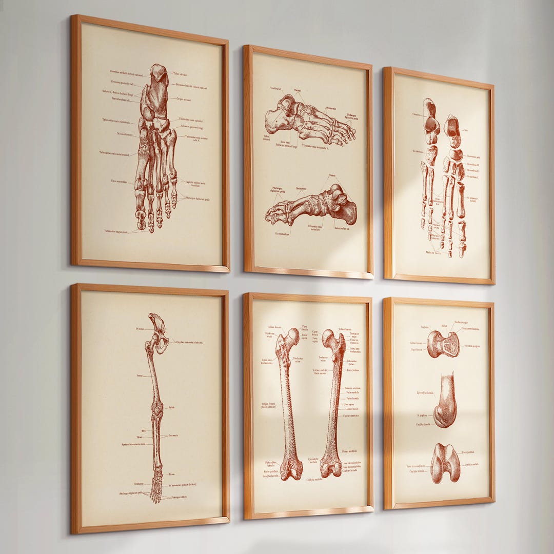 6 Vintage Foot Anatomy Art Orthopedic Posters Leg Diagram Ankle Print ...