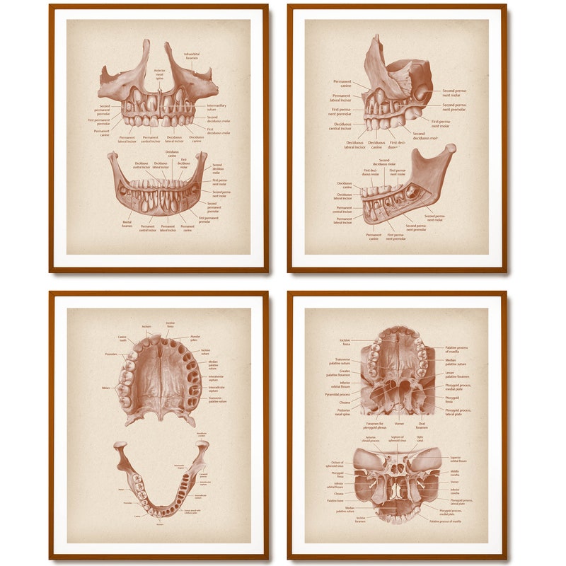 Dental Poster - Etsy