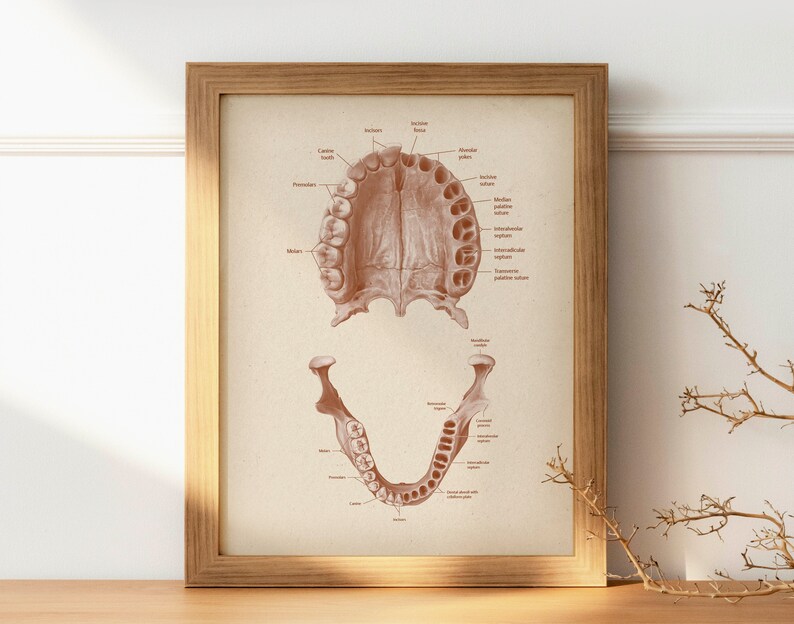 4 Tooth Anatomy Print Dentistry Art Dental Poster Medical Art Dentist ...