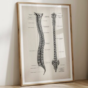10 Vintage Spine Anatomy Prints, Skeletal System Poster, Orthopedic Art ...