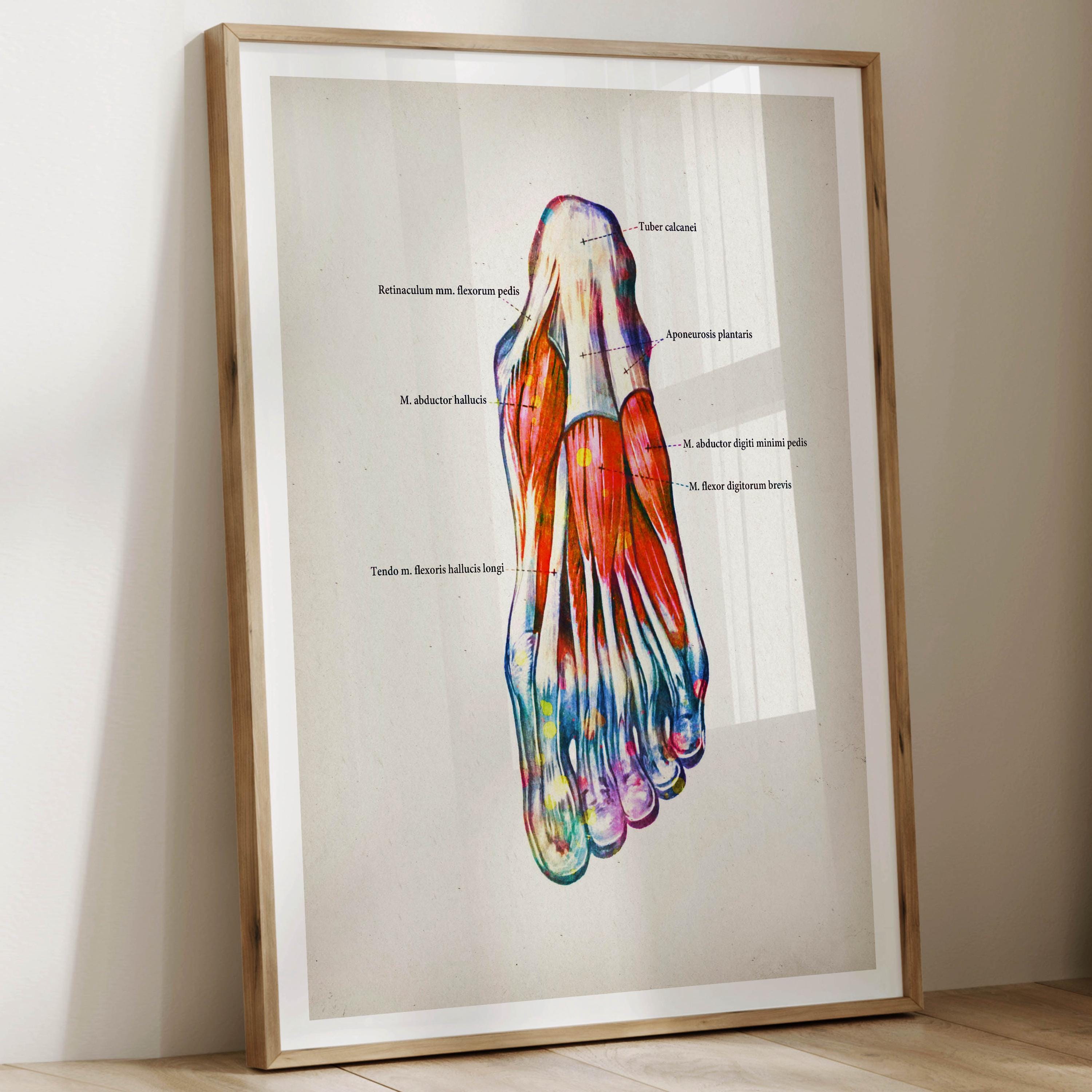 Set 6 Watercolor Foot Anatomy Posters Foot Muscles Diagram Medical Art ...