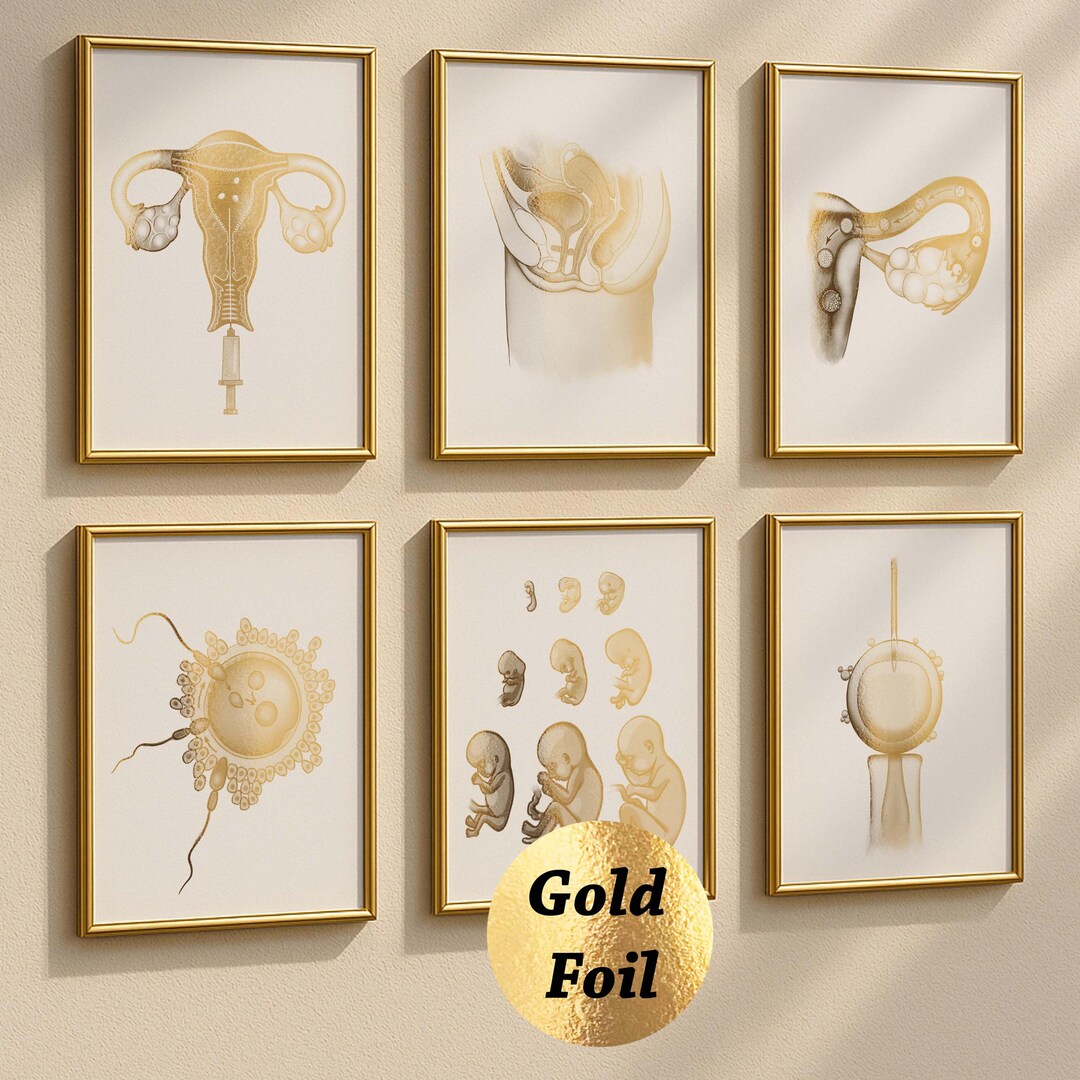 Gold Foil Artificial Insemination Prints | Reproductive Anatomy Posters ...