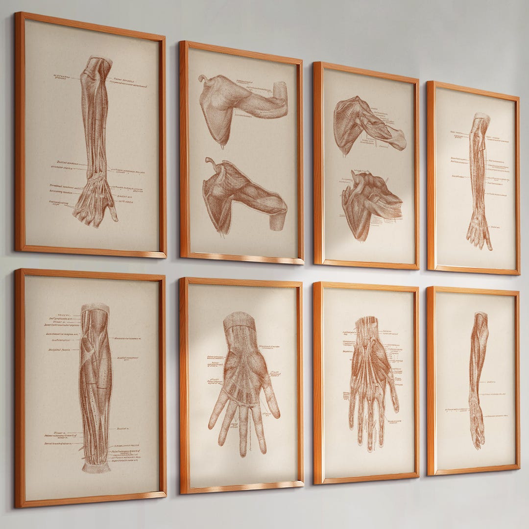 8 Vintage Hand Anatomy Posters Hand Muscles Diagram Medical Art ...
