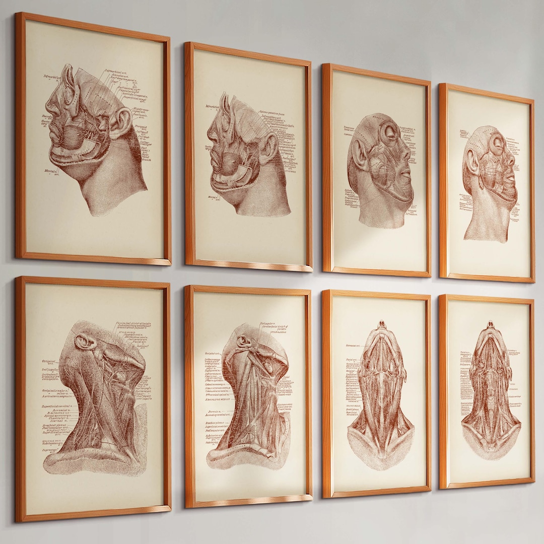 8 Vintage Head and Neck Anatomy Posters Facial Muscles Diagram Neck ...