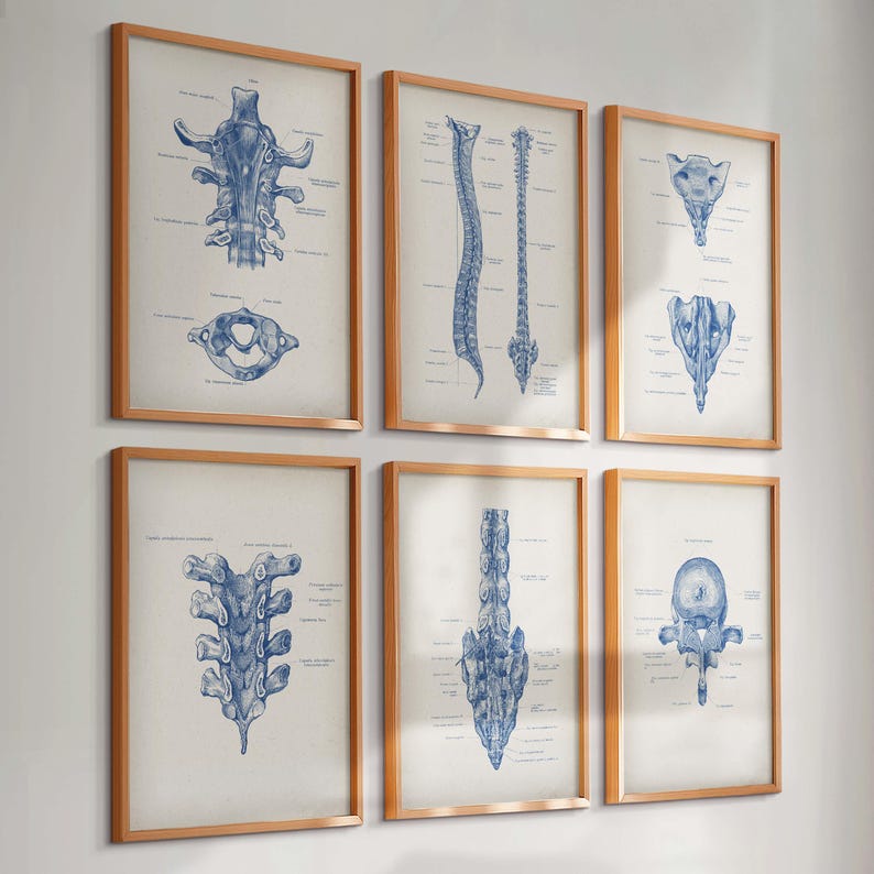 6 Vintage Spine Anatomy Posters Vertebral Column Print Chiropractic Art ...
