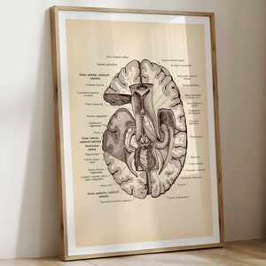 10 Vintage Brain Anatomy Prints, Neurology Poster, Neuroscience Art ...