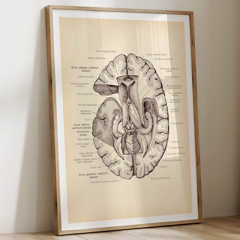 10 Vintage Brain Anatomy Prints, Neurology Poster, Neuroscience Art ...