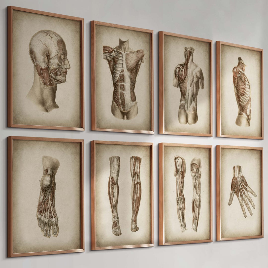 8 Vintage Anatomy Prints Human Anatomy Biology Art Muscular System ...