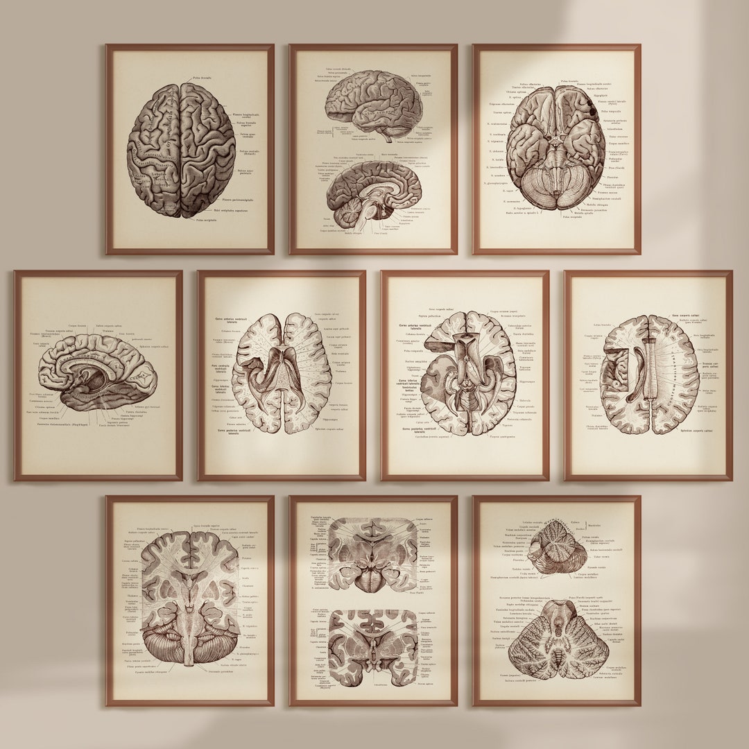 10 Vintage Brain Anatomy Prints, Neurology Poster, Neuroscience Art ...