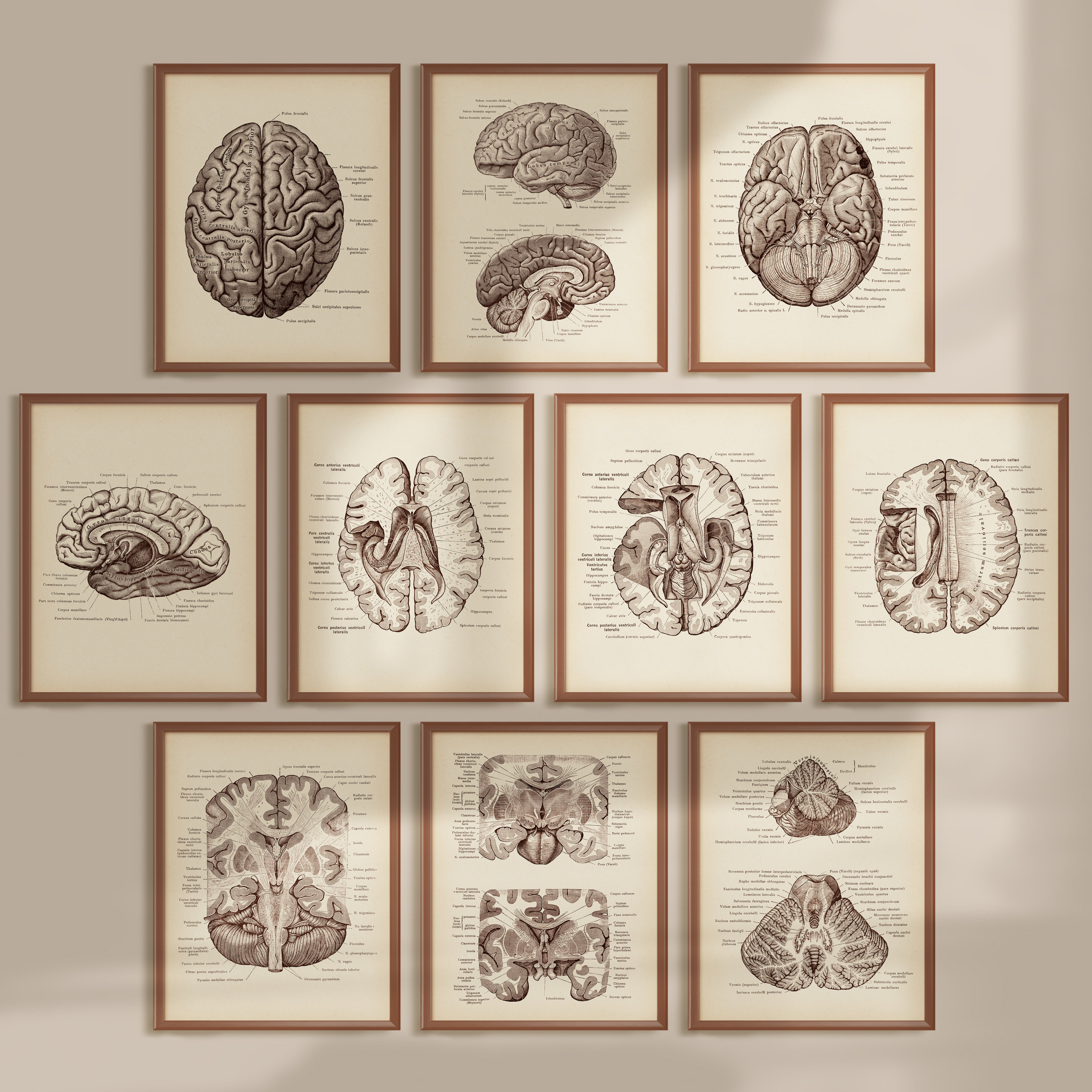 10 Vintage Brain Anatomy Prints, Neurology Poster, Neuroscience Art ...