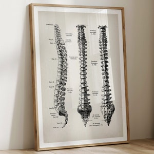 Set 6 Vintage Spine Vertebral Column Anatomy Posters Vertebrae Spinal ...