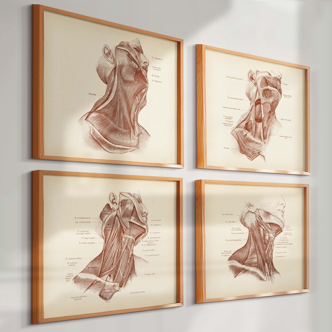 Set 4 Vintage Neck Anatomy Posters Neck Muscles Diagram Medical Art ...