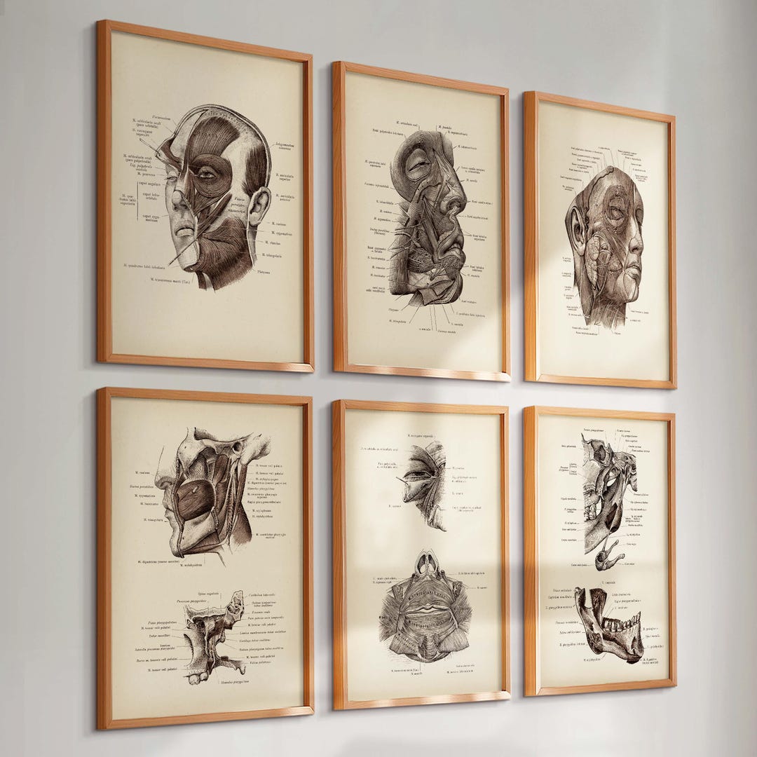 6 Vintage Facial Anatomy Posters Facial Muscles Masticatory Muscles ...
