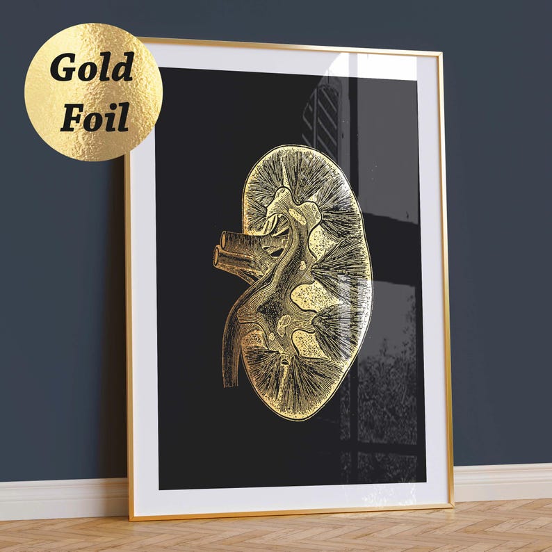 Kidney Anatomy Poster Nephrology Art Science Art Nephrologist Gift ...