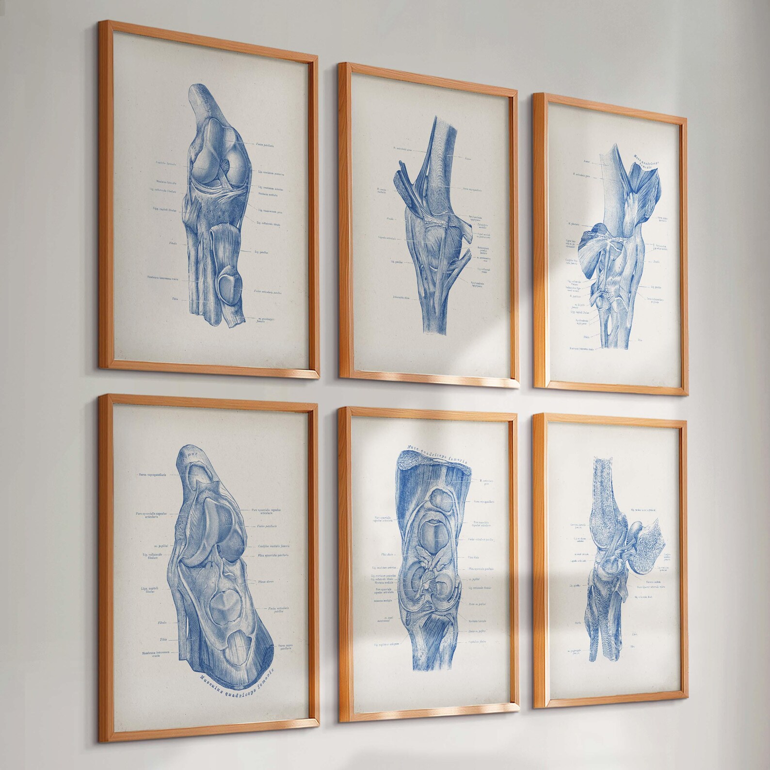 6 Vintage Knee Anatomy Posters Knee Joint Print Orthopedic Art Foot ...