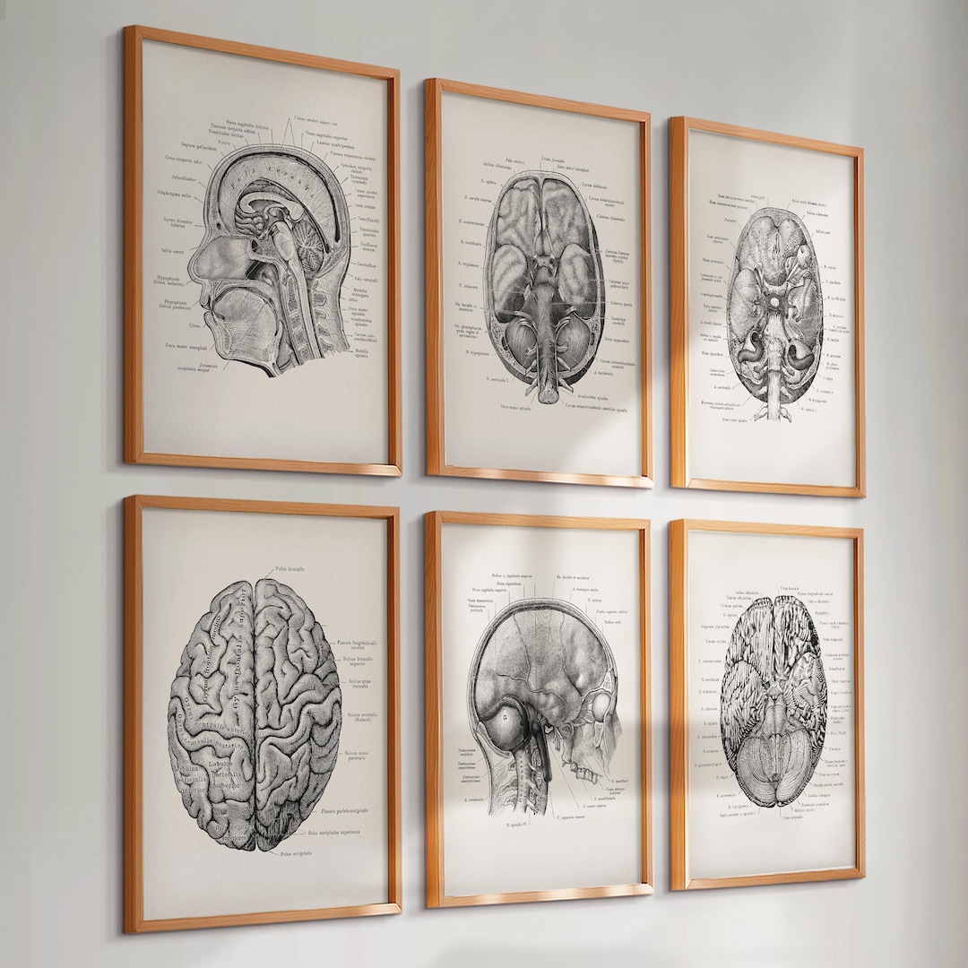 6 Neuroanatomy Posters Neurology Art Neuroscience Art Brain Diagram ...