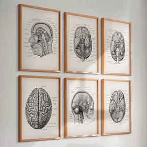 6 Neuroanatomy Posters Neurology Art Neuroscience Art Brain Diagram ...