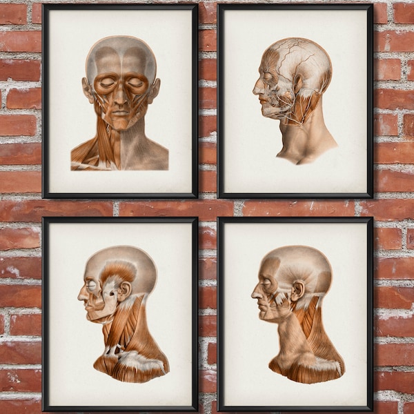 Head and Neck Anatomy Poster - Etsy