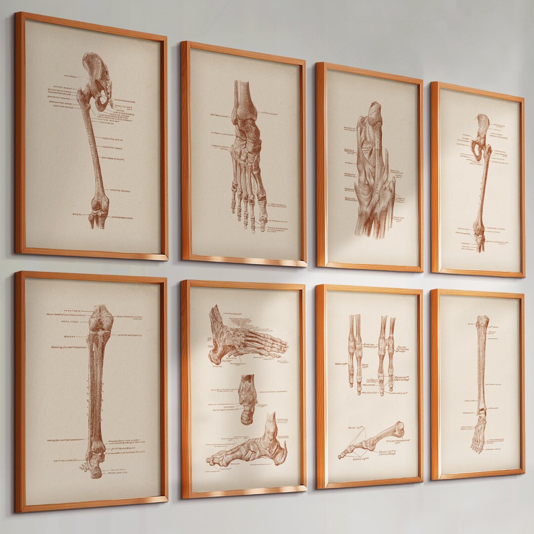 Set 8 Vintage Foot Anatomy Posters Human Skeletal System Diagram ...