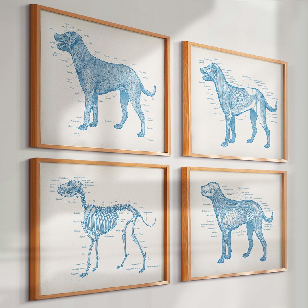Set 4 Vintage Dog Anatomy Posters Canine Physiology Biology Art Animal ...