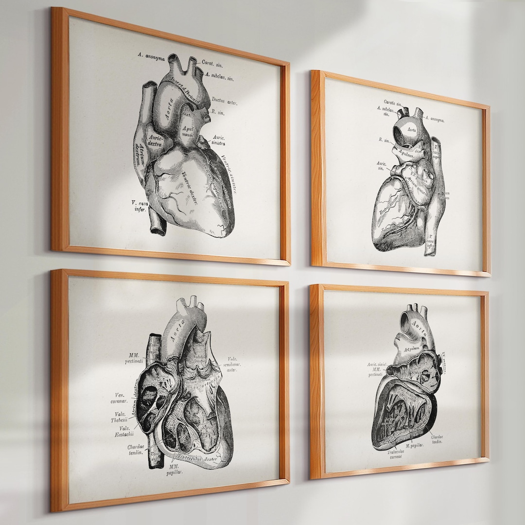 4 Vintage Heart Anatomy Art Cardiology Print Medical Art Science Art ...