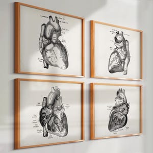 4 Vintage Heart Anatomy Art Cardiology Print Medical Art Science Art ...