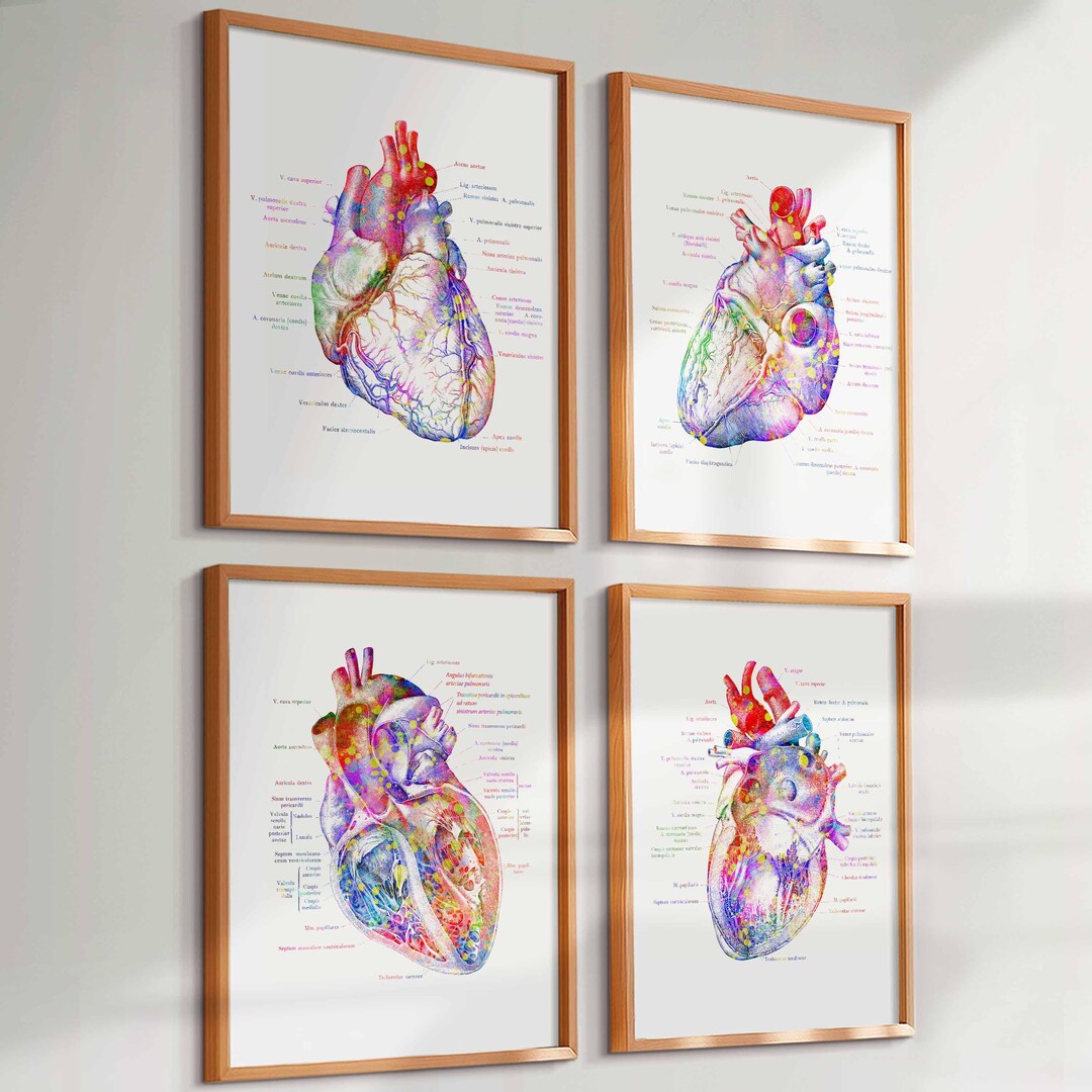 4 Watercolor Heart Anatomy Art Cardiology Art Medical Poster Scientific ...