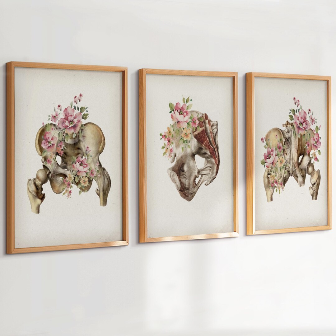 Set 3 Vintage Pelvis Anatomy Art Sacroiliac Joint Hip Joint Orthopedic ...