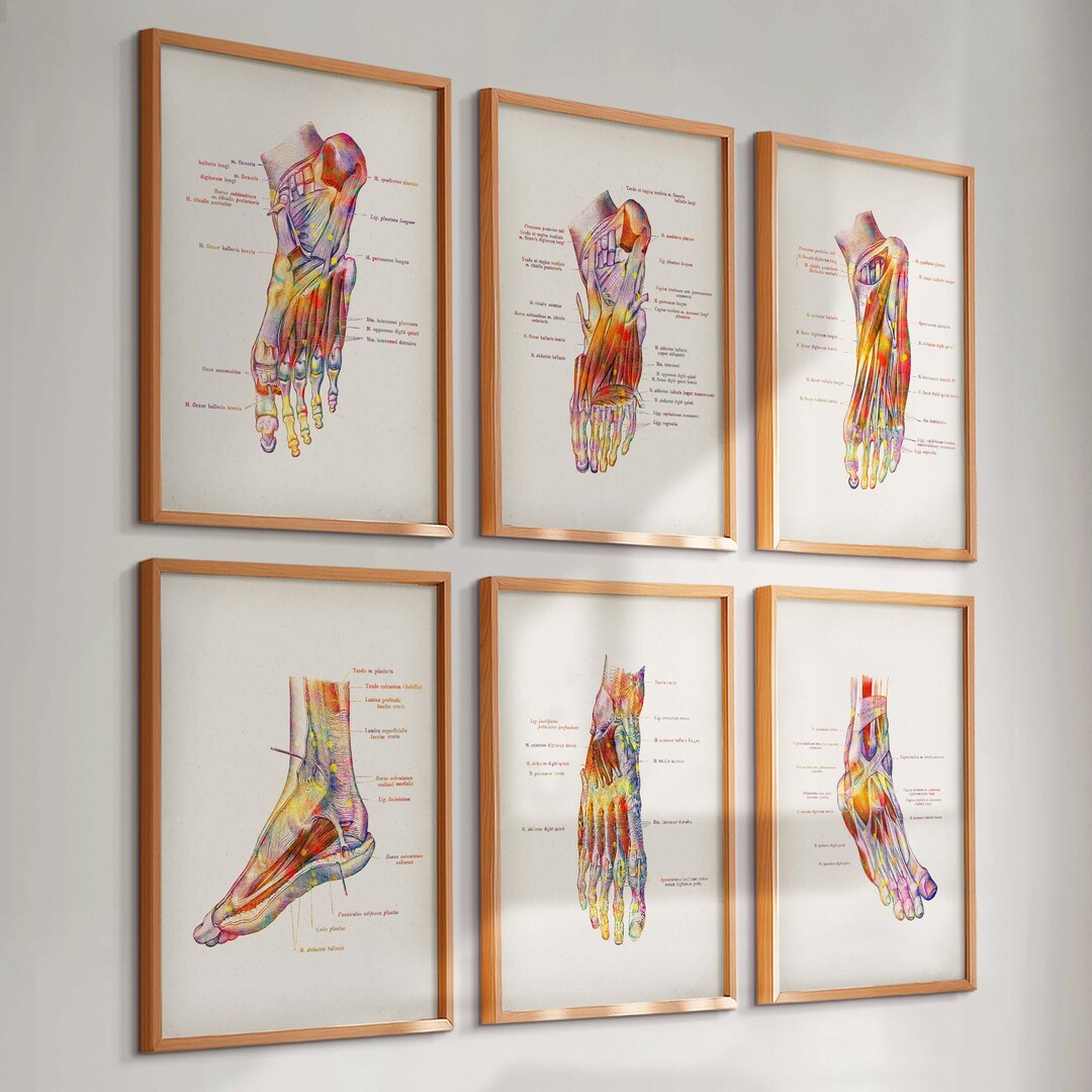 Foot Anatomy Poster Set 6 Foot Bones Muscles Ligaments Diagram Vintage ...