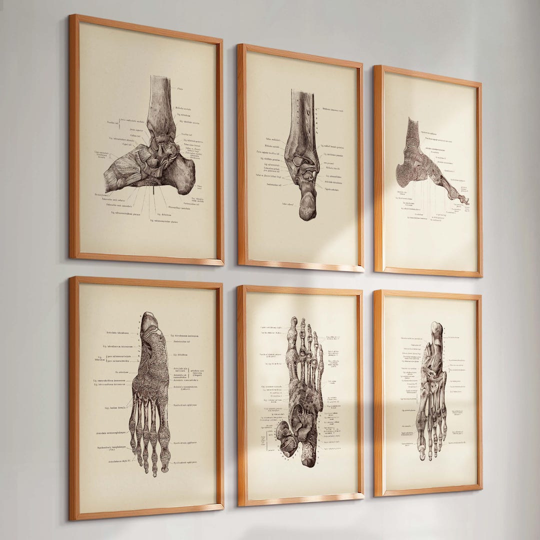Set 6 Vintage Foot Anatomy Art Skeletal System Foot Bones Medical Art ...